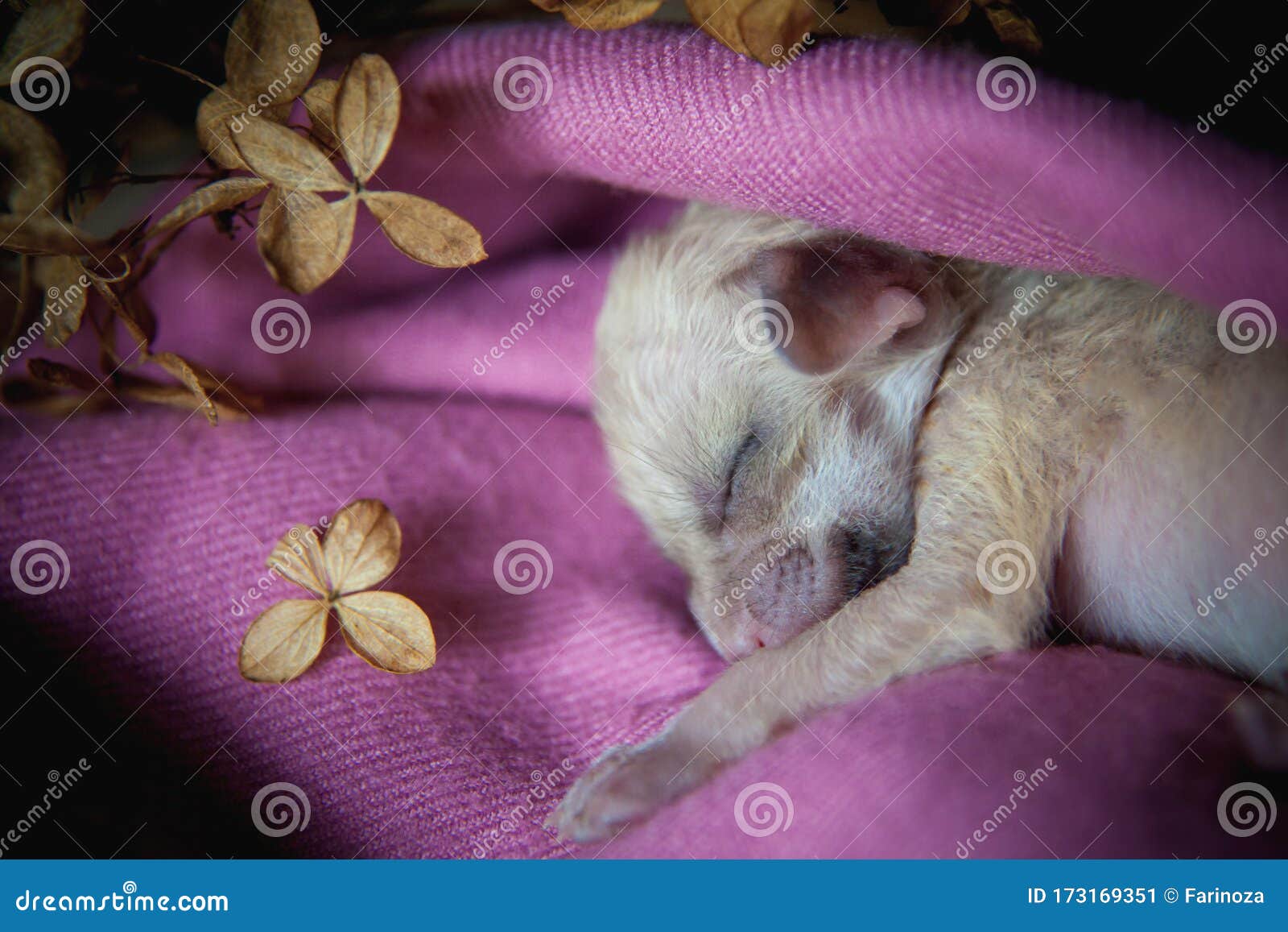 Newborn Fennec Fox Cub on Hand, 2 Weeks Old Stock Image - Image of ...