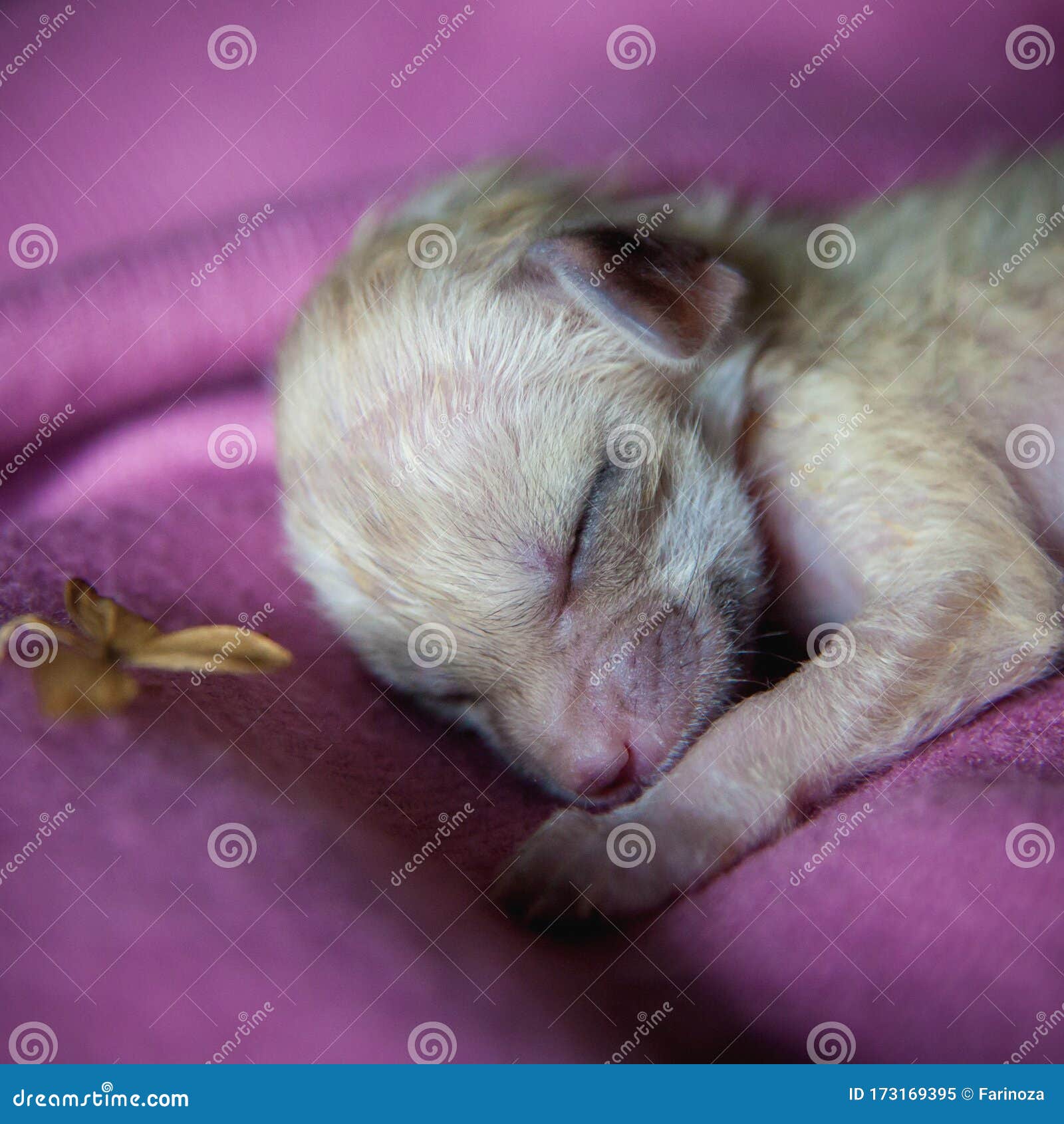 Newborn Fennec Fox Cub on Hand, 2 Weeks Old Stock Image - Image of ...