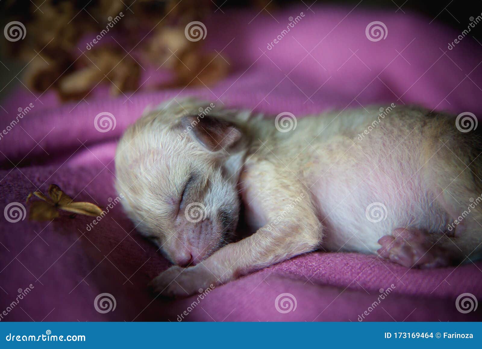 Newborn Fennec Fox Cub on Hand, 2 Weeks Old Stock Photo - Image of ...