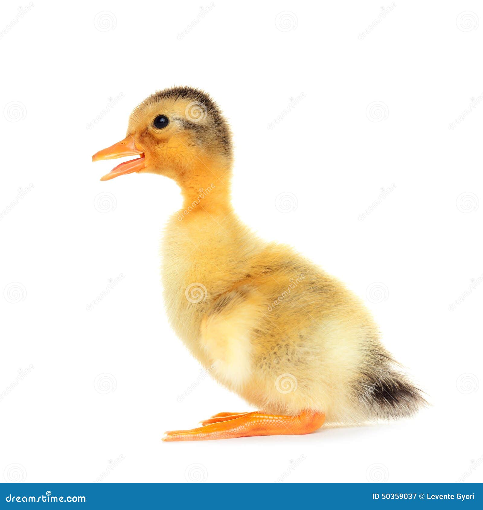 Newborn fluffy duck stock image. Image of duck, chick - 50359037