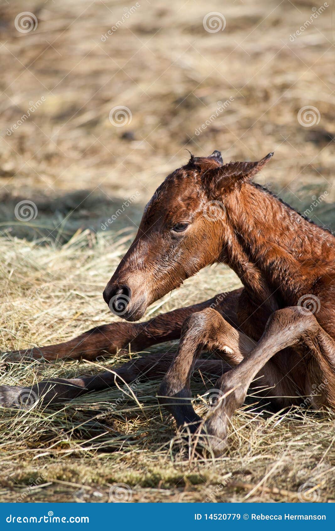 Newborn foal stock image. Image of livestock, equine - 14520779