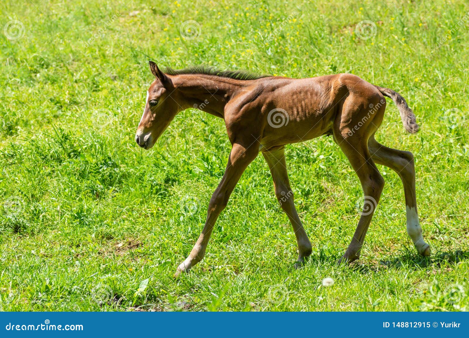 Newborn Foal Doing First Run Stock Image - Image of looking, move ...