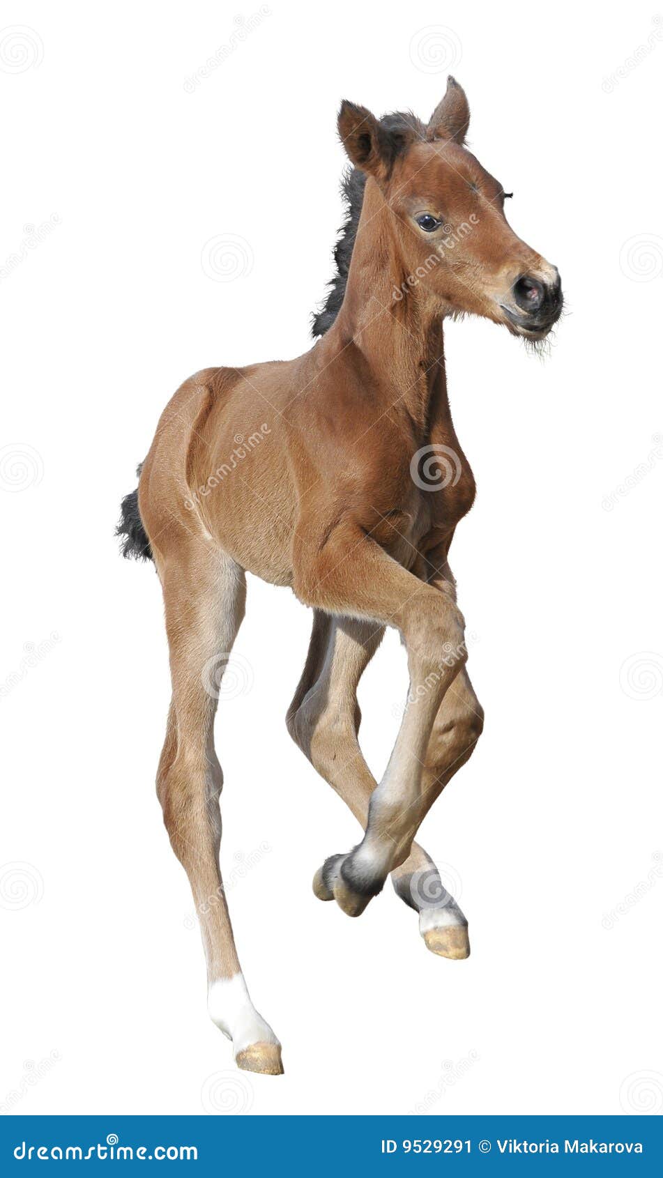 Newborn Foal Isolated on White Stock Image - Image of horse, mane: 9529291