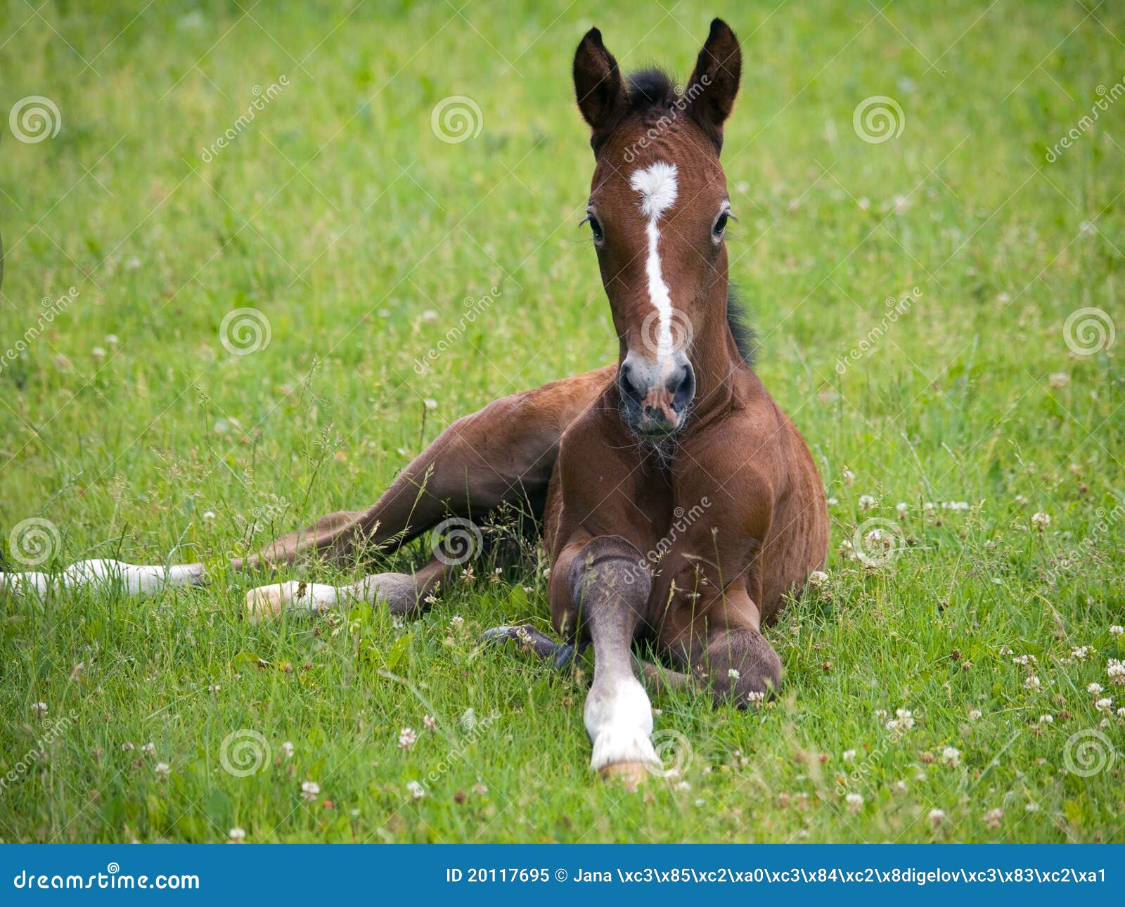 Newborn Foal Resting On Medow Stock Image - Image: 20117695