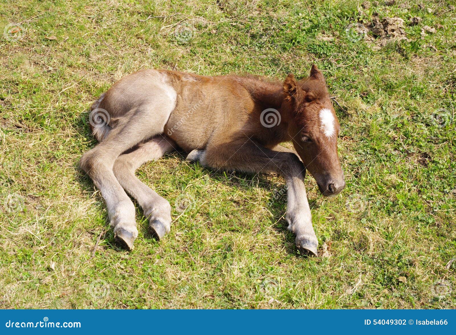 Newborn Foal with White Spot on the Forehead Stock Photo - Image of ...
