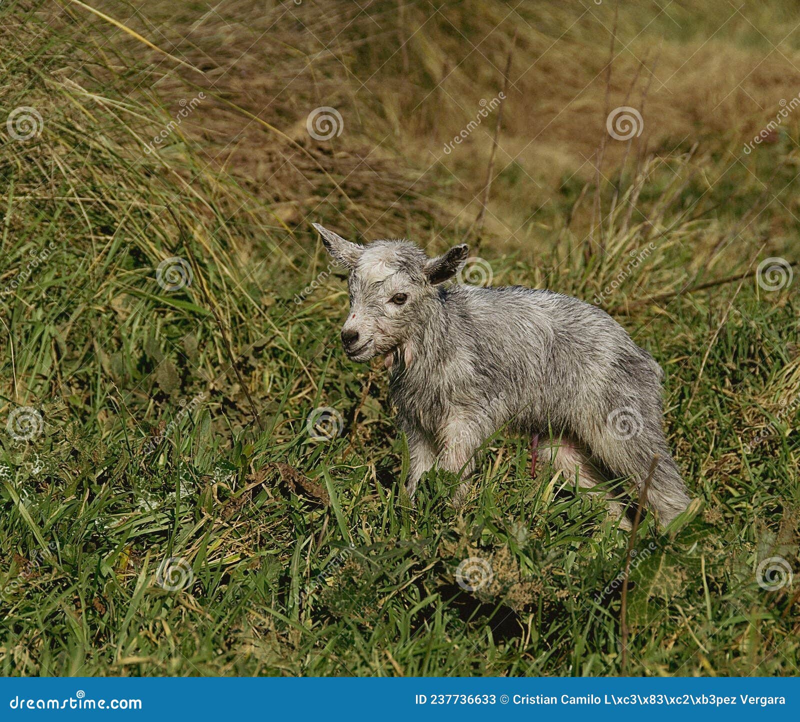 Newborn Goat Calf on a Sunny Sunset Stock Image - Image of plant ...