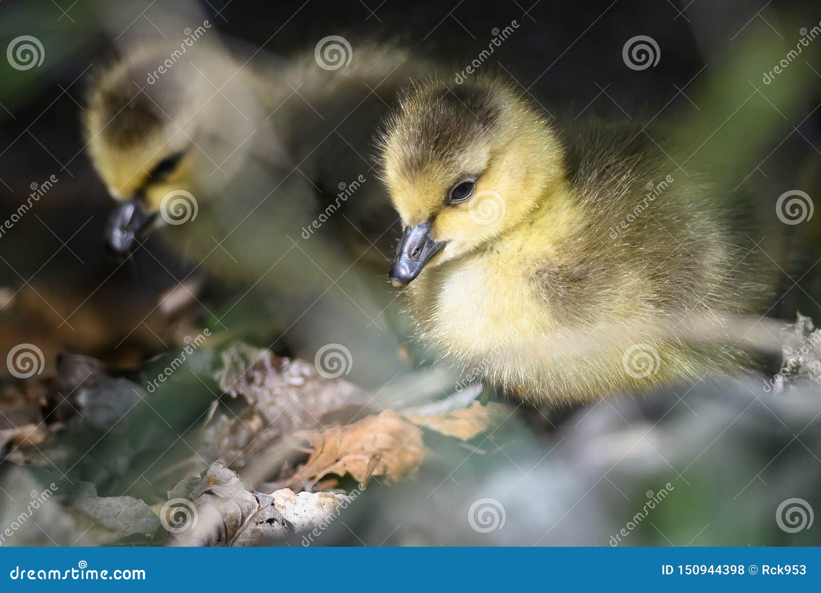 Newborn Gosling Exploring the Fascinating New World Stock Photo - Image ... Newborn Gosling Exploring the Fascinating New World Stock Photo - Image ...