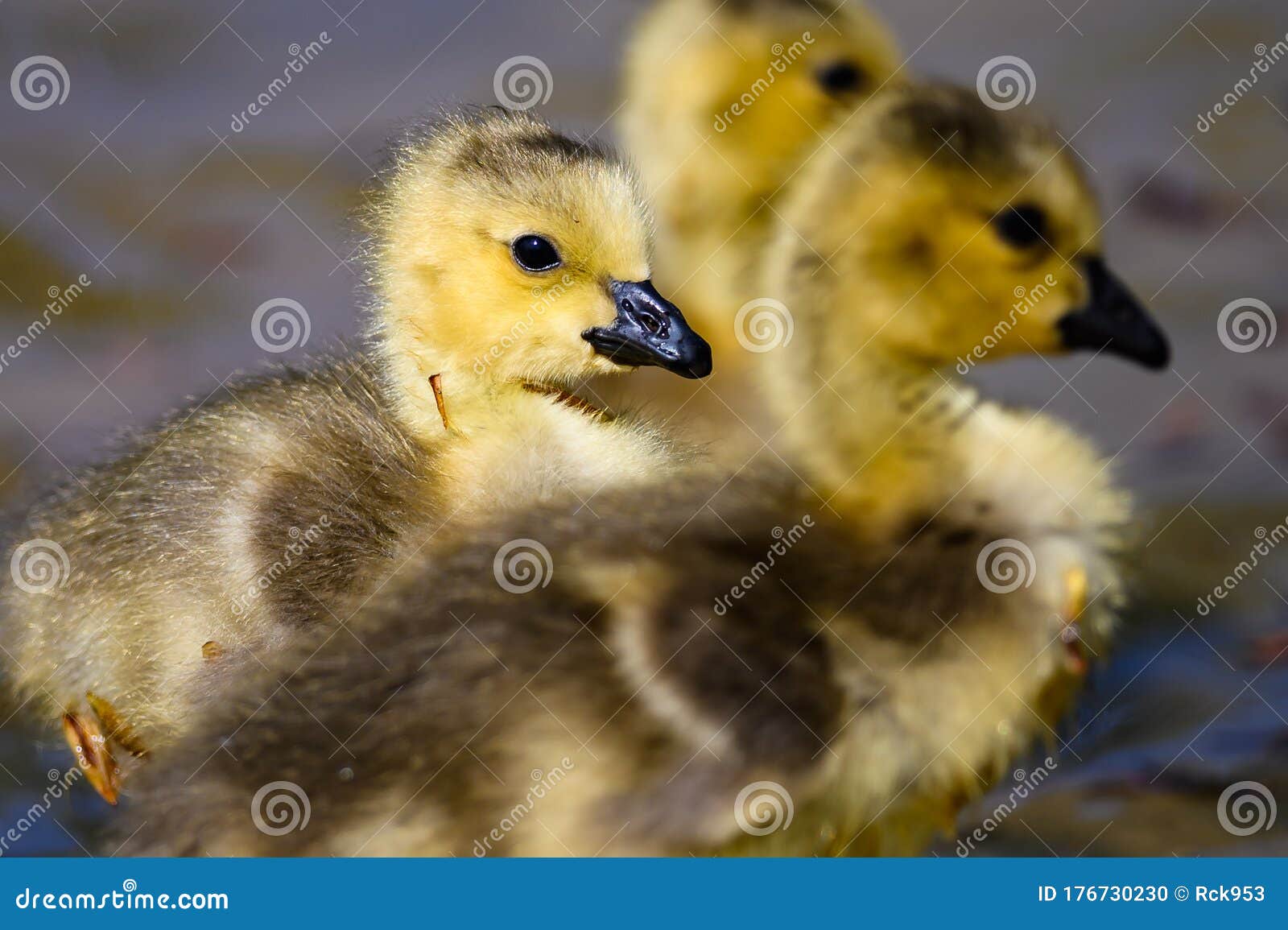 Newborn Gosling Exploring the Fascinating New World Stock Photo - Image ... Newborn Gosling Exploring the Fascinating New World Stock Photo - Image ...
