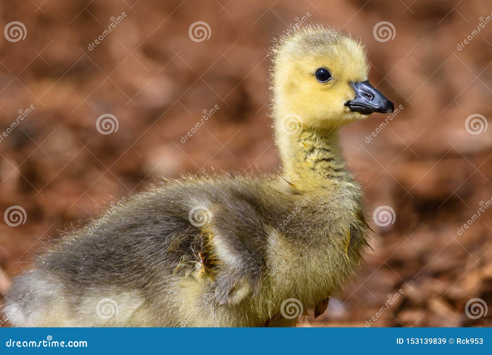 Newborn Gosling Exploring the Fascinating New World Stock Image - Image ... Newborn Gosling Exploring the Fascinating New World Stock Image - Image ...