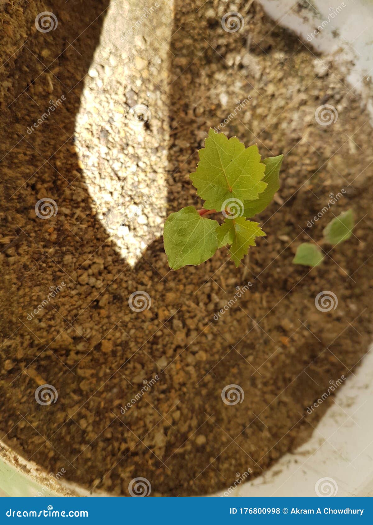 NewBorn Grape Tree stock photo. Image of beautiful, tree - 176800998