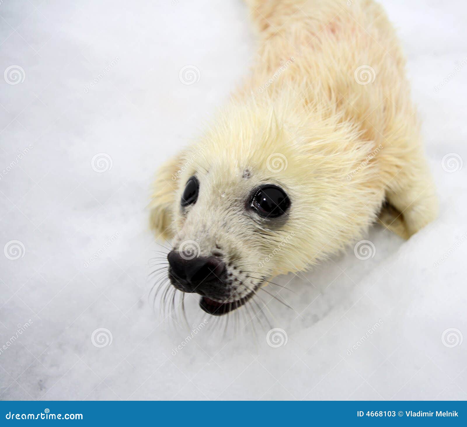 Newborn harp seal pup stock image. Image of nose, black - 4668103