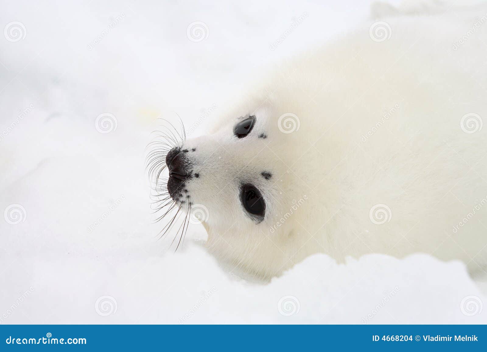 Newborn harp seal pup stock photo. Image of frost, flipper - 4668204