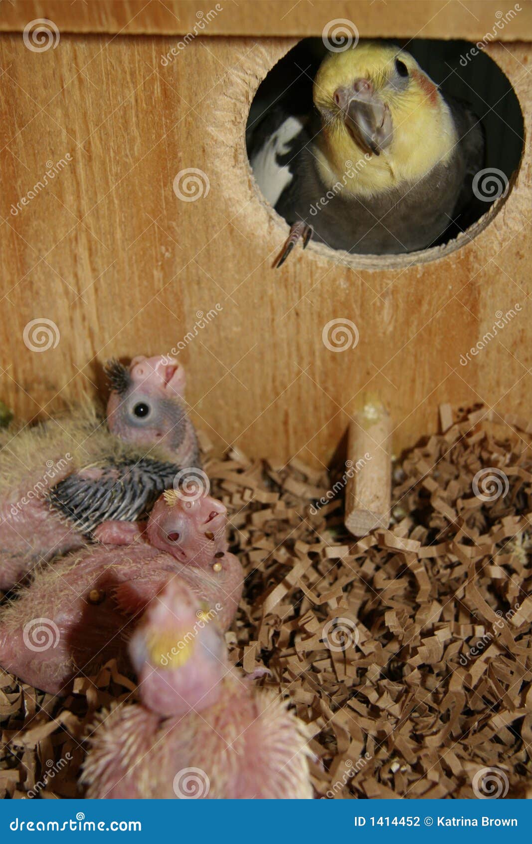 Newborn Hatchlings in Nest Box Stock Photo - Image of birdwatch, exotic ...
