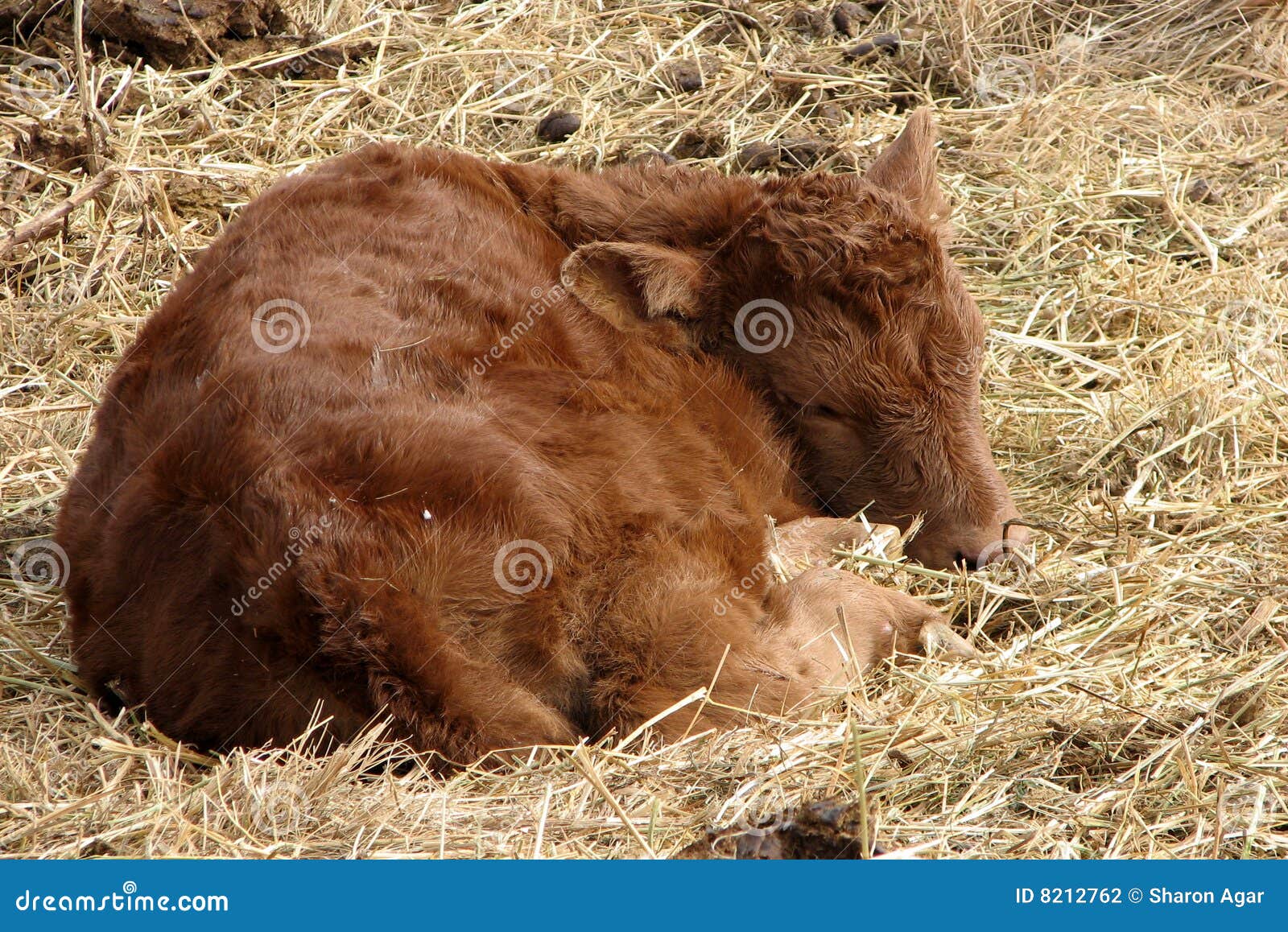 Newborn Heifer Calf (back View) Stock Photo - Image of bred, steer: 8212762