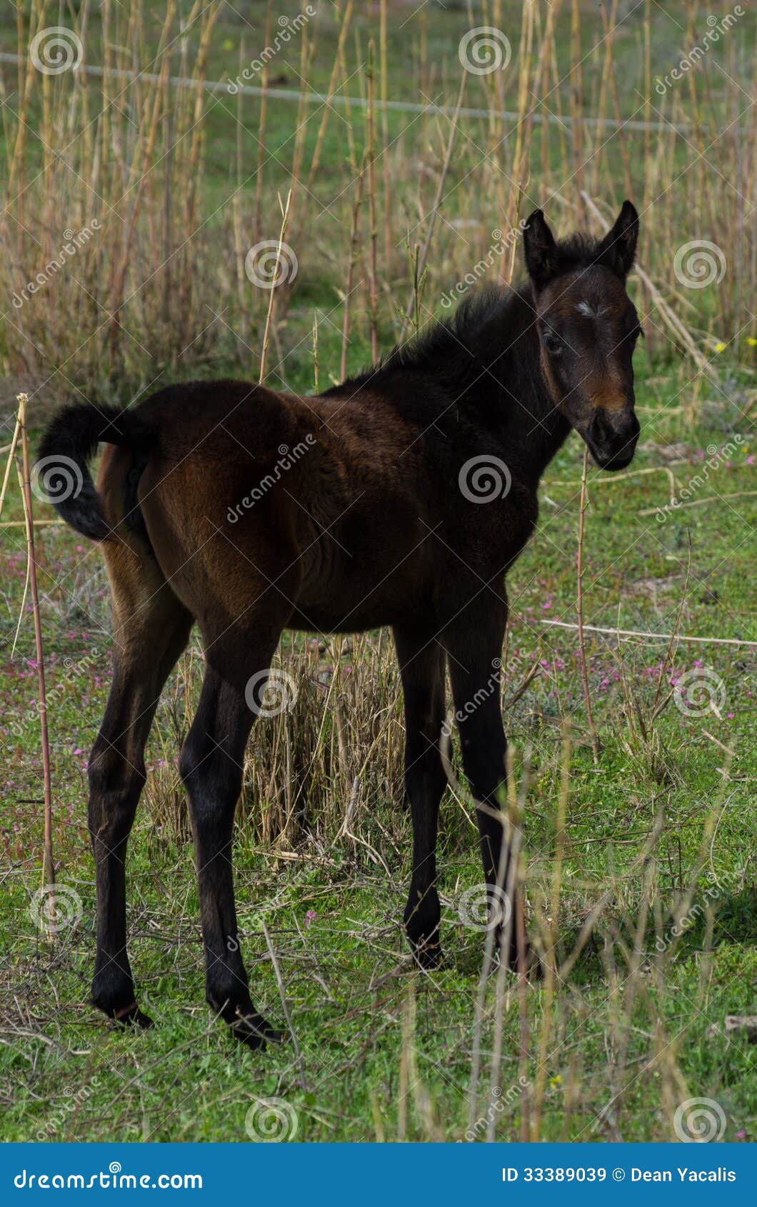 Newborn horse stock image. Image of horse, standing, mane - 33389039