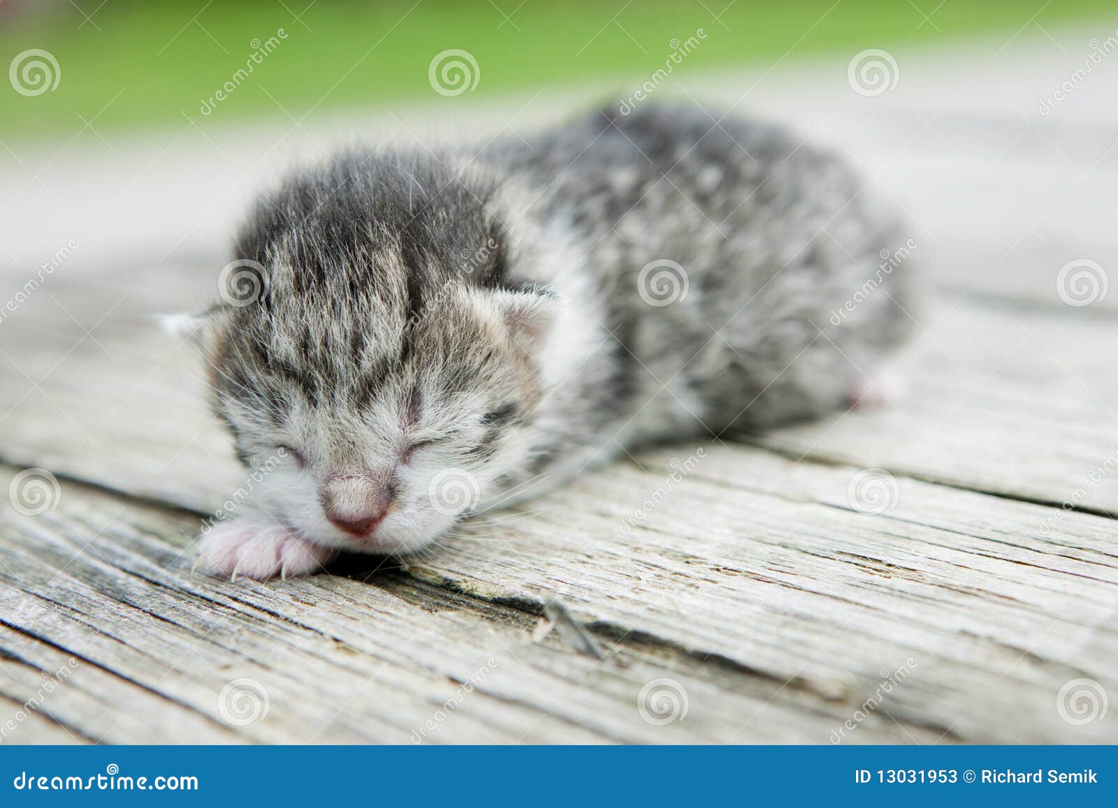 Newborn kitten stock image. Image of exterior, outside - 13031953