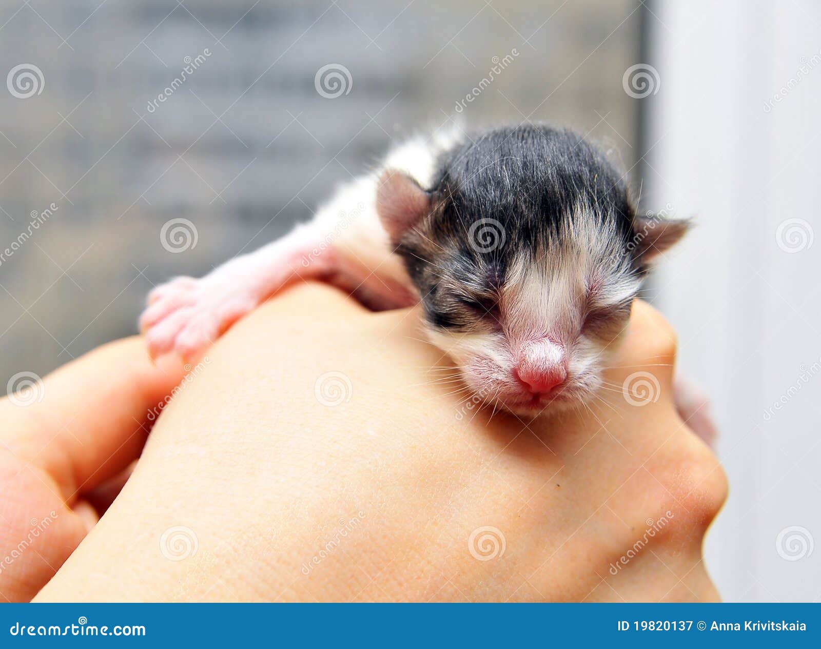 Newborn kitten stock image. Image of pets, isolated, kitten - 19820137