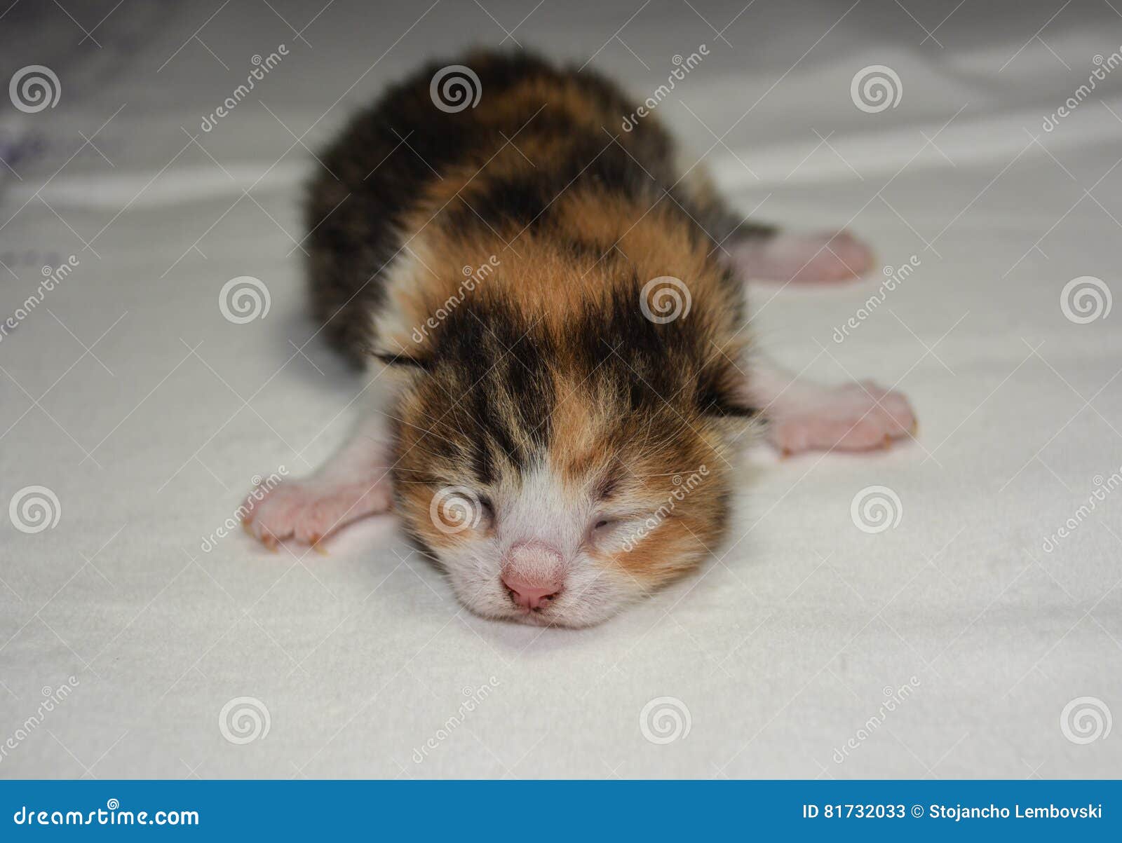 Newborn kitten stock image. Image of newborn, save, indoor - 81732033