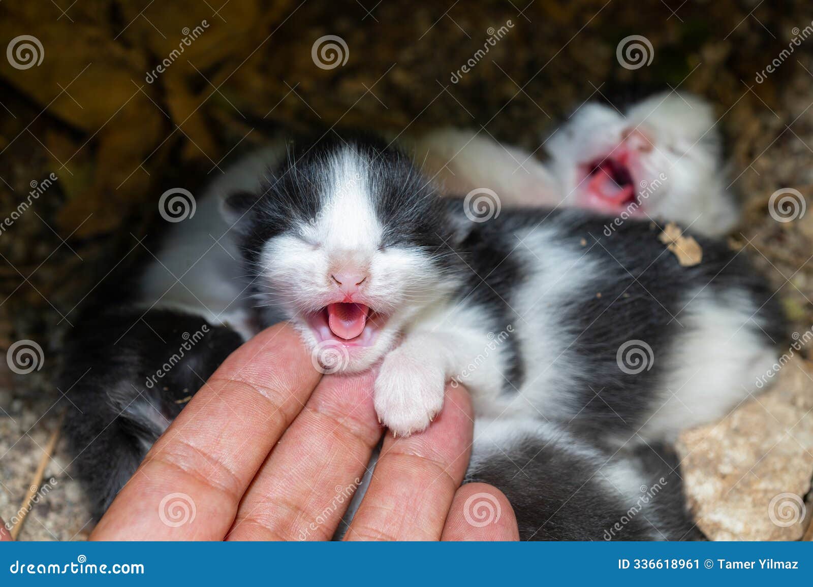 Newborn Kittens are Crying in the Street Stock Image - Image of feline ...