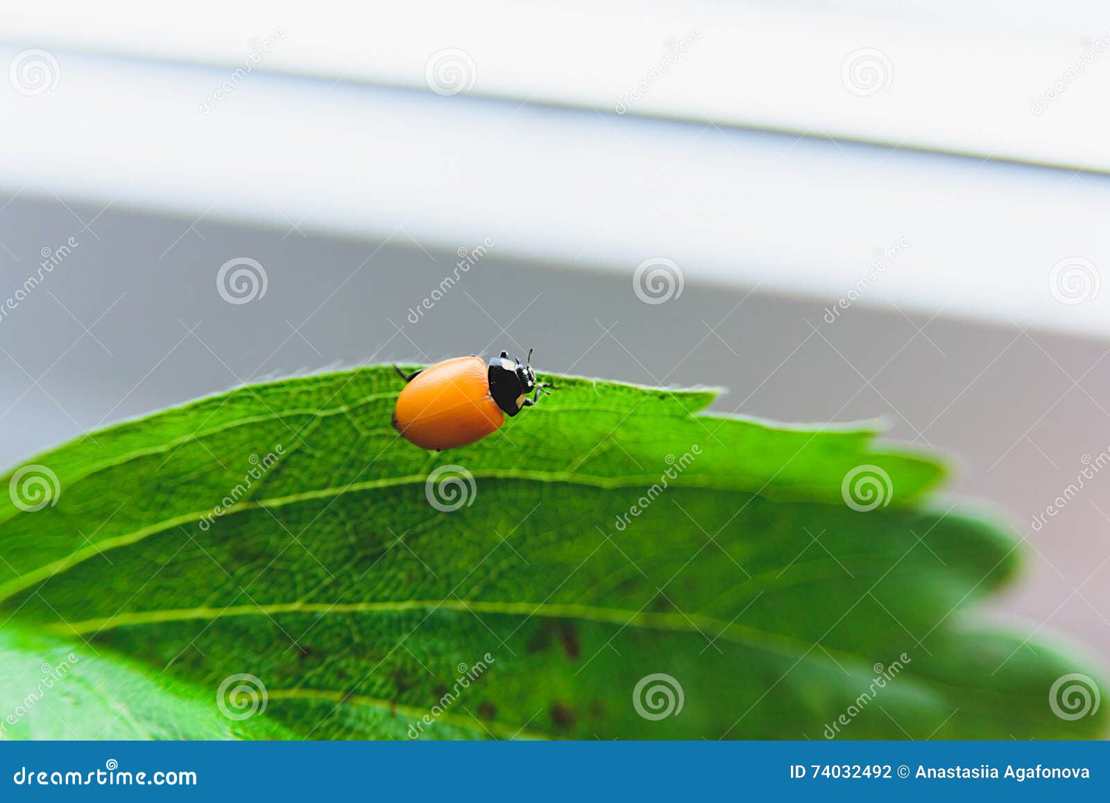 Newborn Ladybug without Spots Stock Photo - Image of ladybug, bright ...