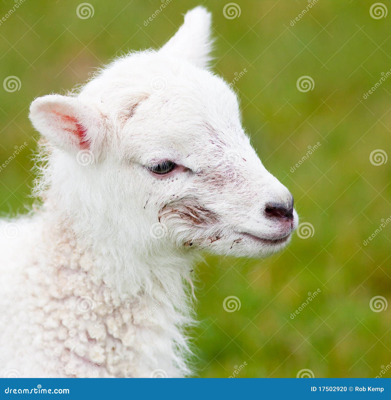 Newborn Lamb Close Up with Birth Mark Stock Photo - Image of mark, lamb ...
