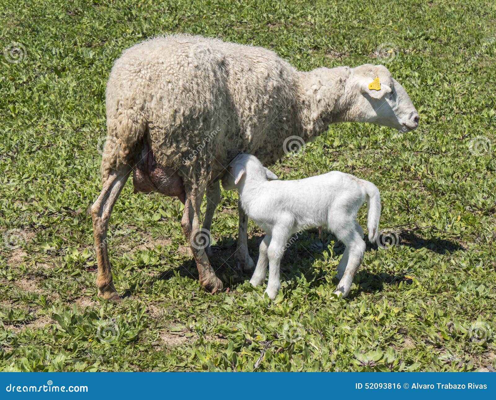 Newborn Lamb with His Mother Stock Photo - Image of bedroom, green ...