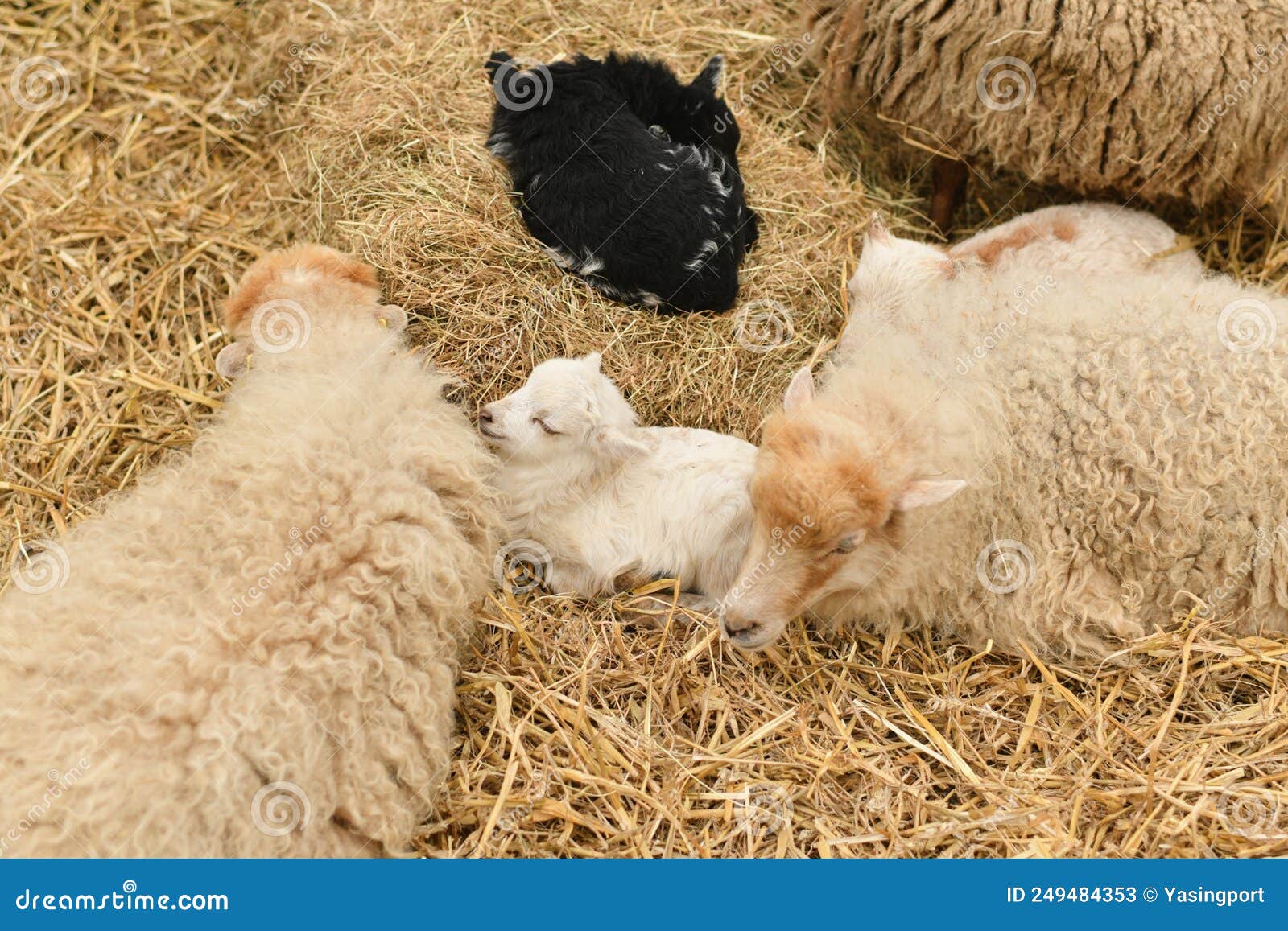 Newborn Lamb Laying in Hay with Mother Stock Image - Image of livestock ...