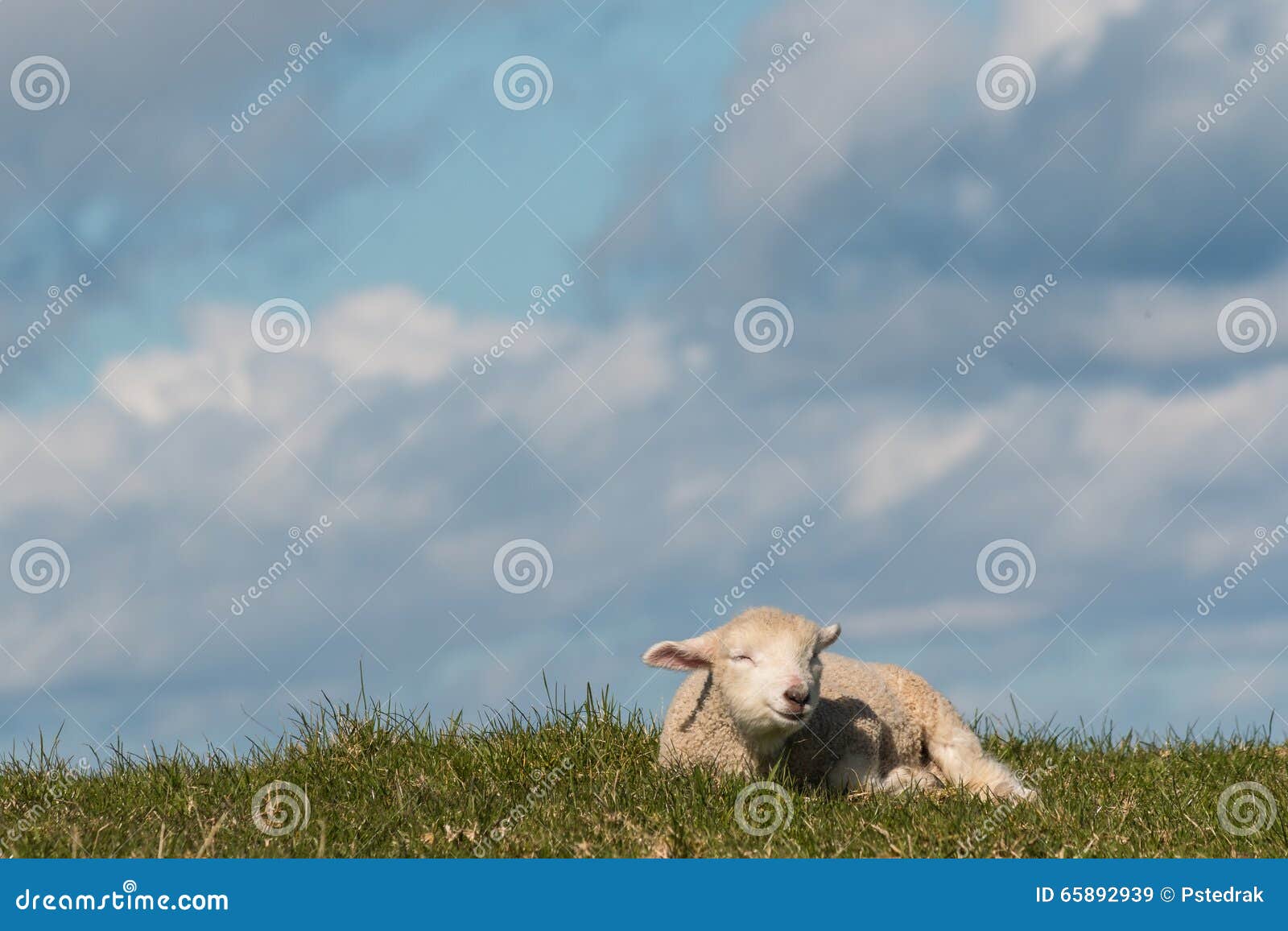 Newborn Lamb Resting on Grass Stock Image - Image of muzzle, lamb: 65892939