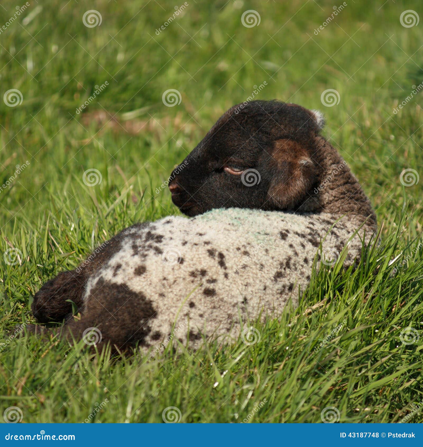 Newborn Lamb Resting on Grassy Meadow Stock Photo - Image of baby ...