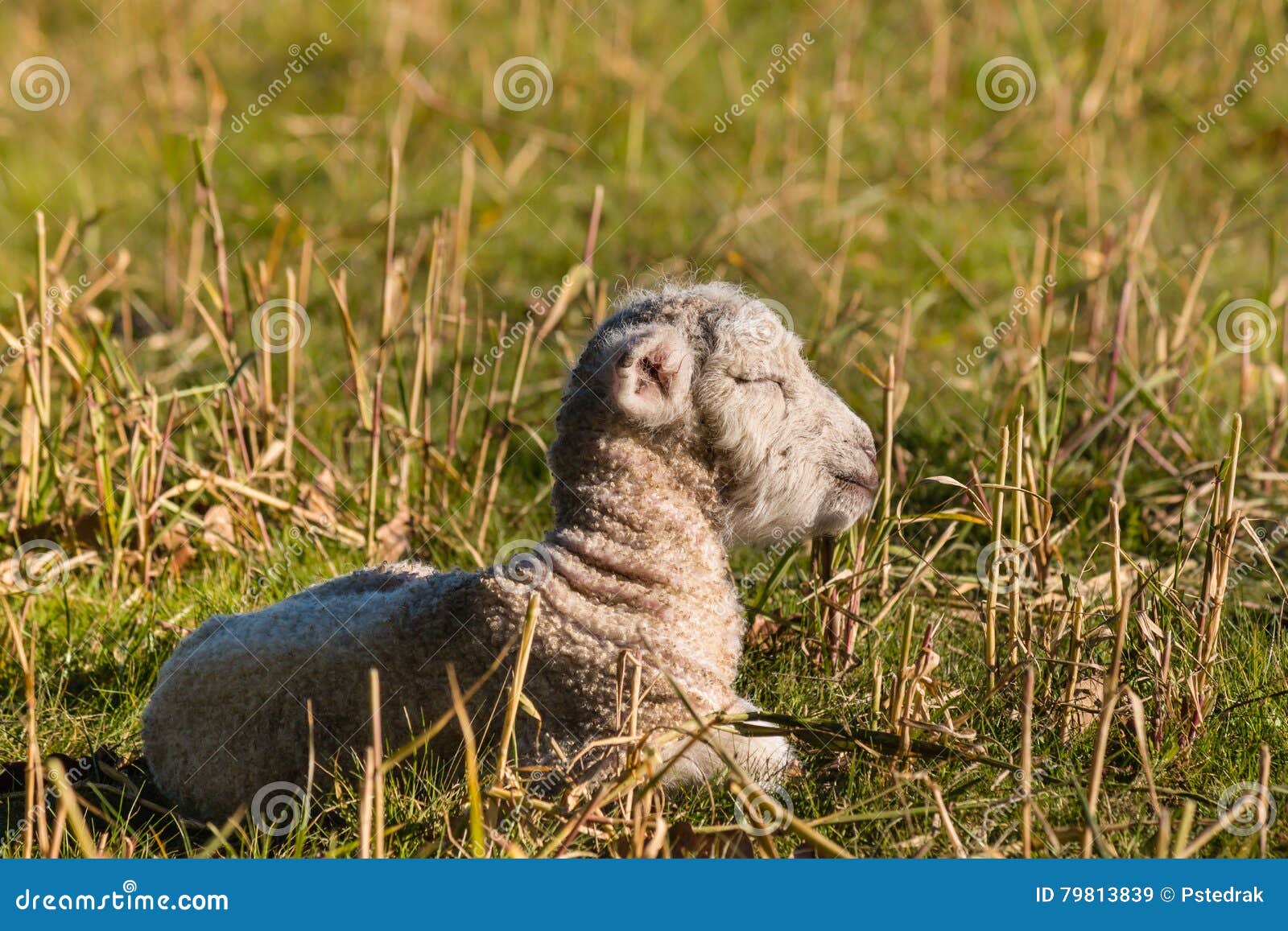 Newborn Lamb Sleeping on Meadow Stock Image - Image of farm, easter ...