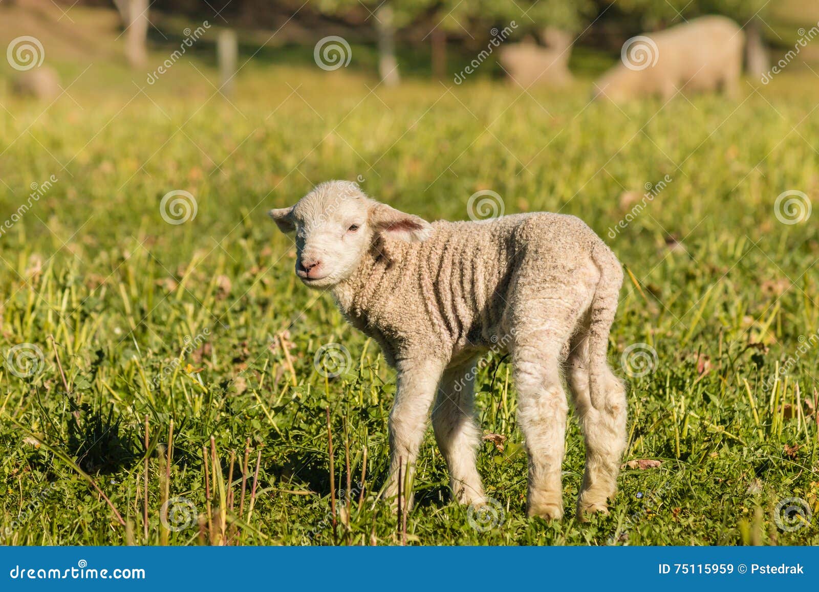 Newborn Lamb Standing on Meadow Stock Image - Image of little, standing ...
