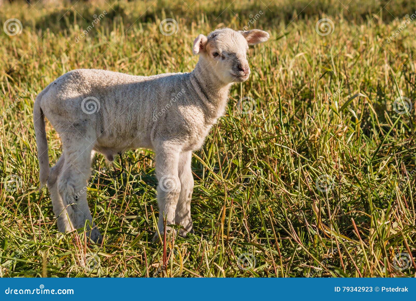 Newborn Lamb Standing on Meadow Stock Image - Image of wool, white ...