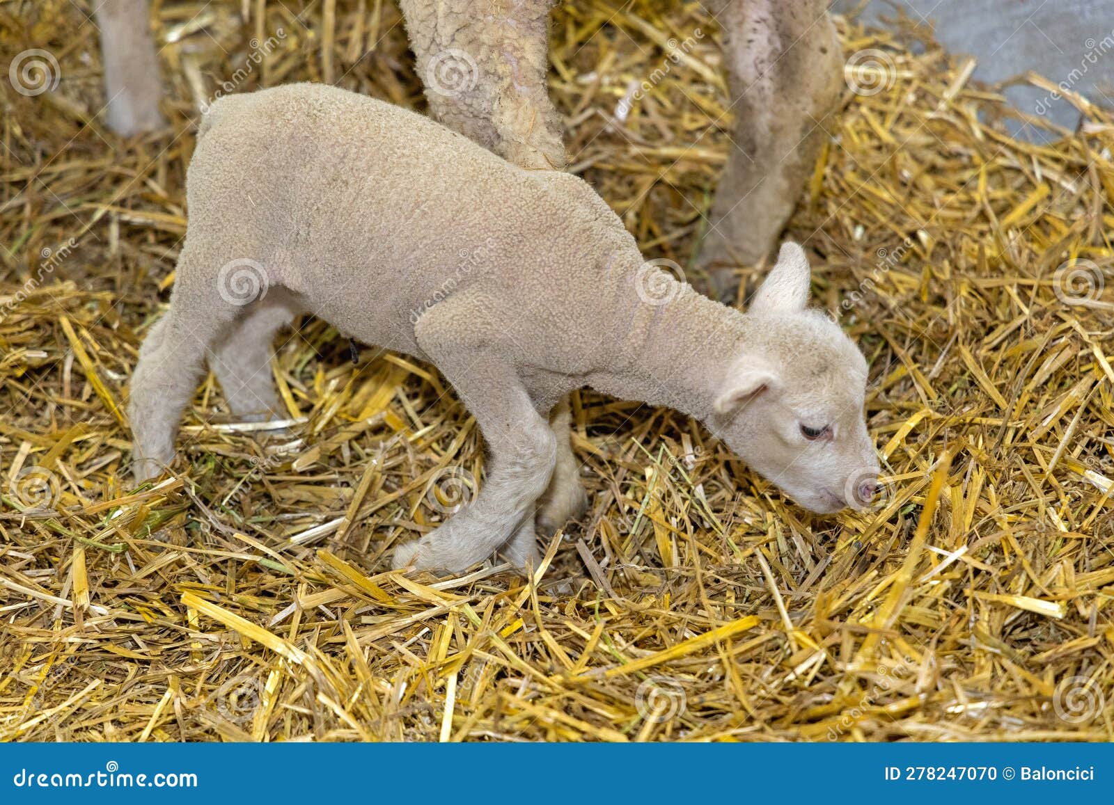Newborn Lamb Straw stock photo. Image of small, newborn - 278247070