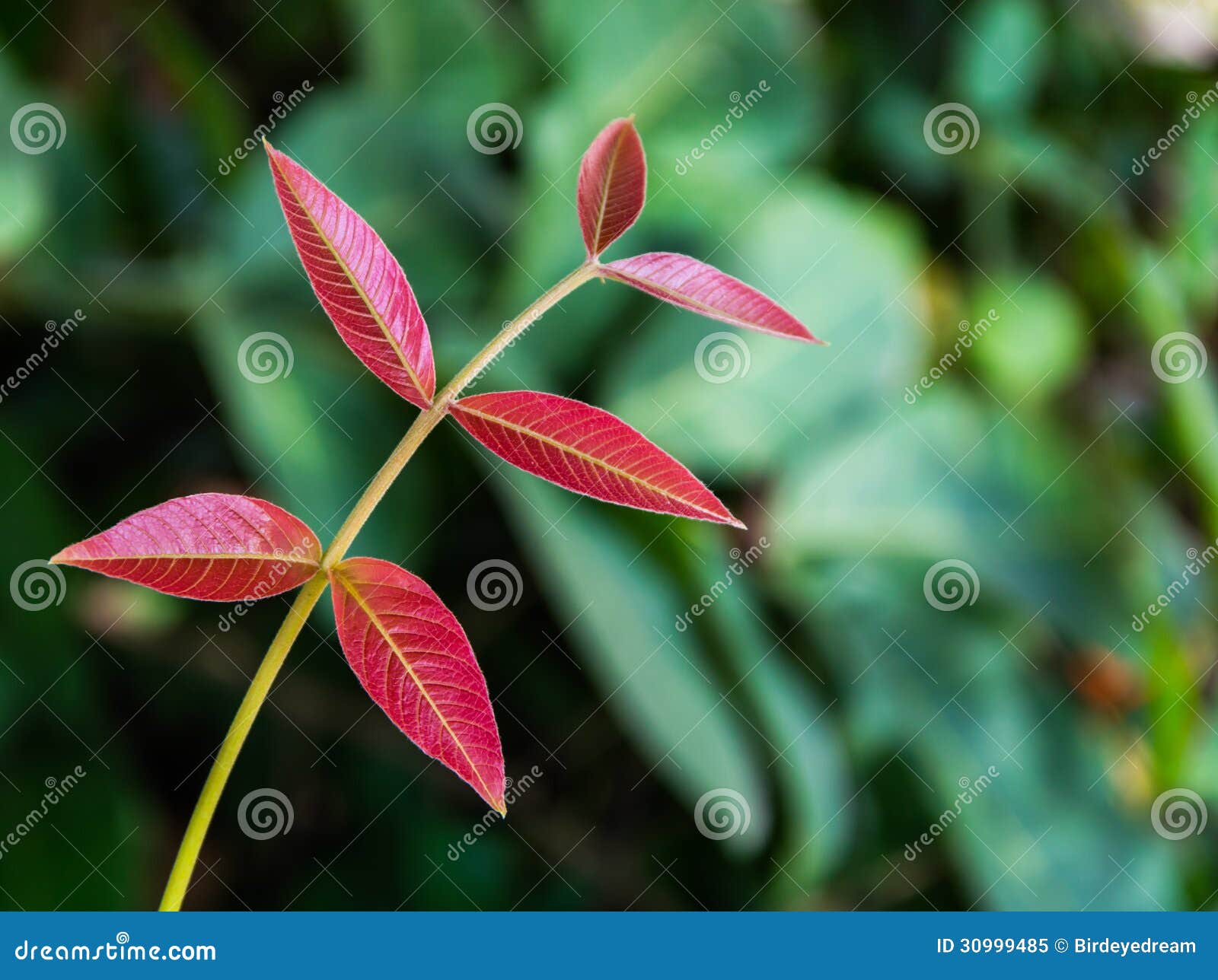 The newborn leaf stock image. Image of nature, beautiful - 30999485