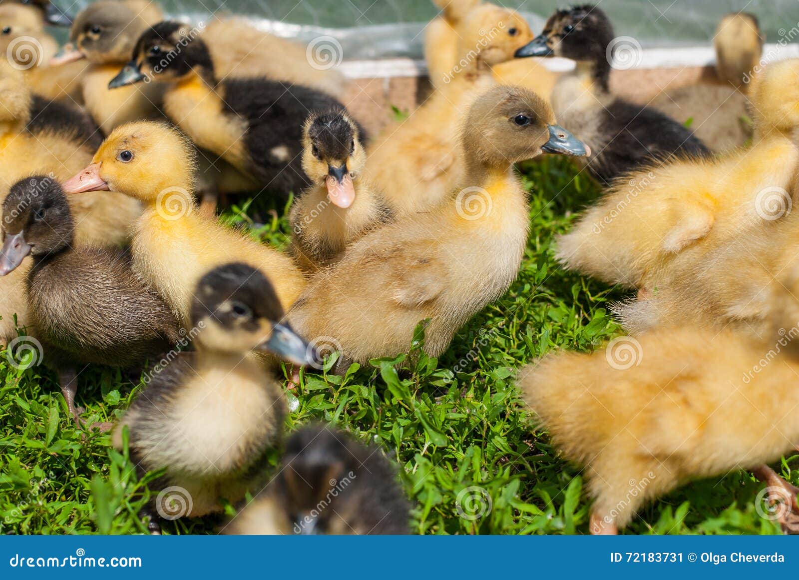 Newborn little ducklings stock image. Image of green - 72183731