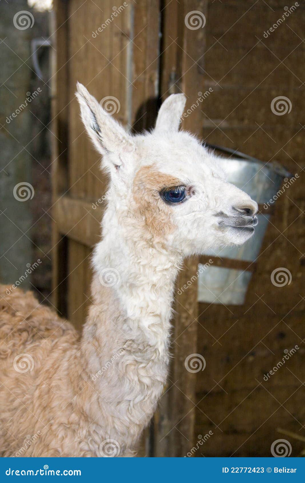 A Newborn Llama (Lama Glama) Stock Image - Image of birth, head: 22772423