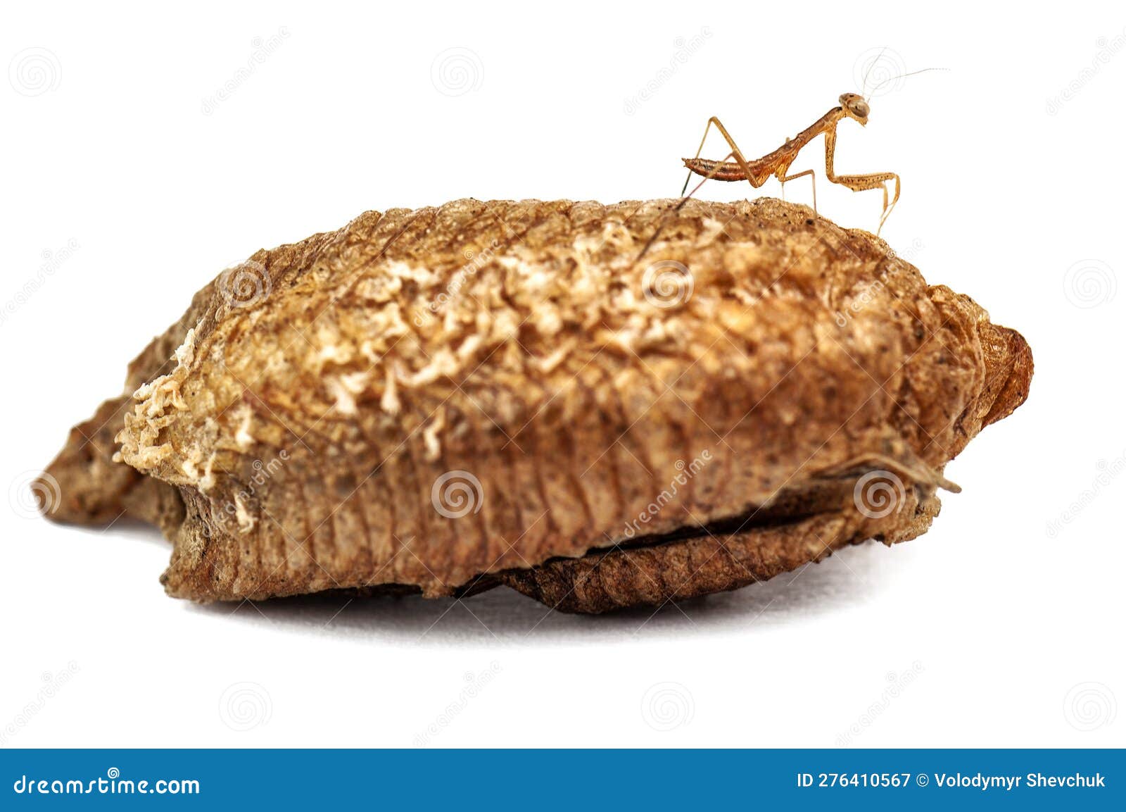 Newborn Mantis on Praying Mantis Nest on White Stock Image - Image of ...