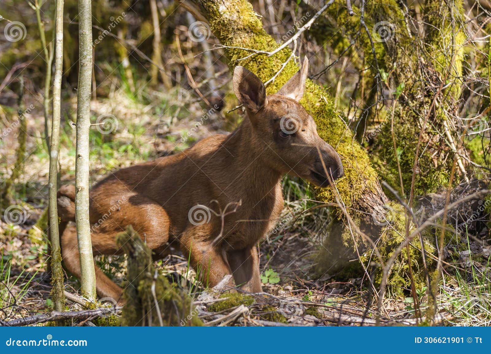 Newborn Moose Calf in the Forest Stock Image - Image of animal ...