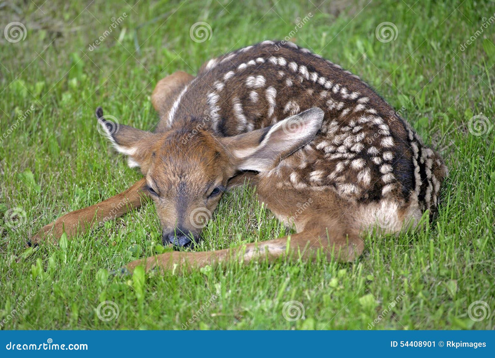 Newborn Mule Deer Fawn stock image. Image of protection - 54408901
