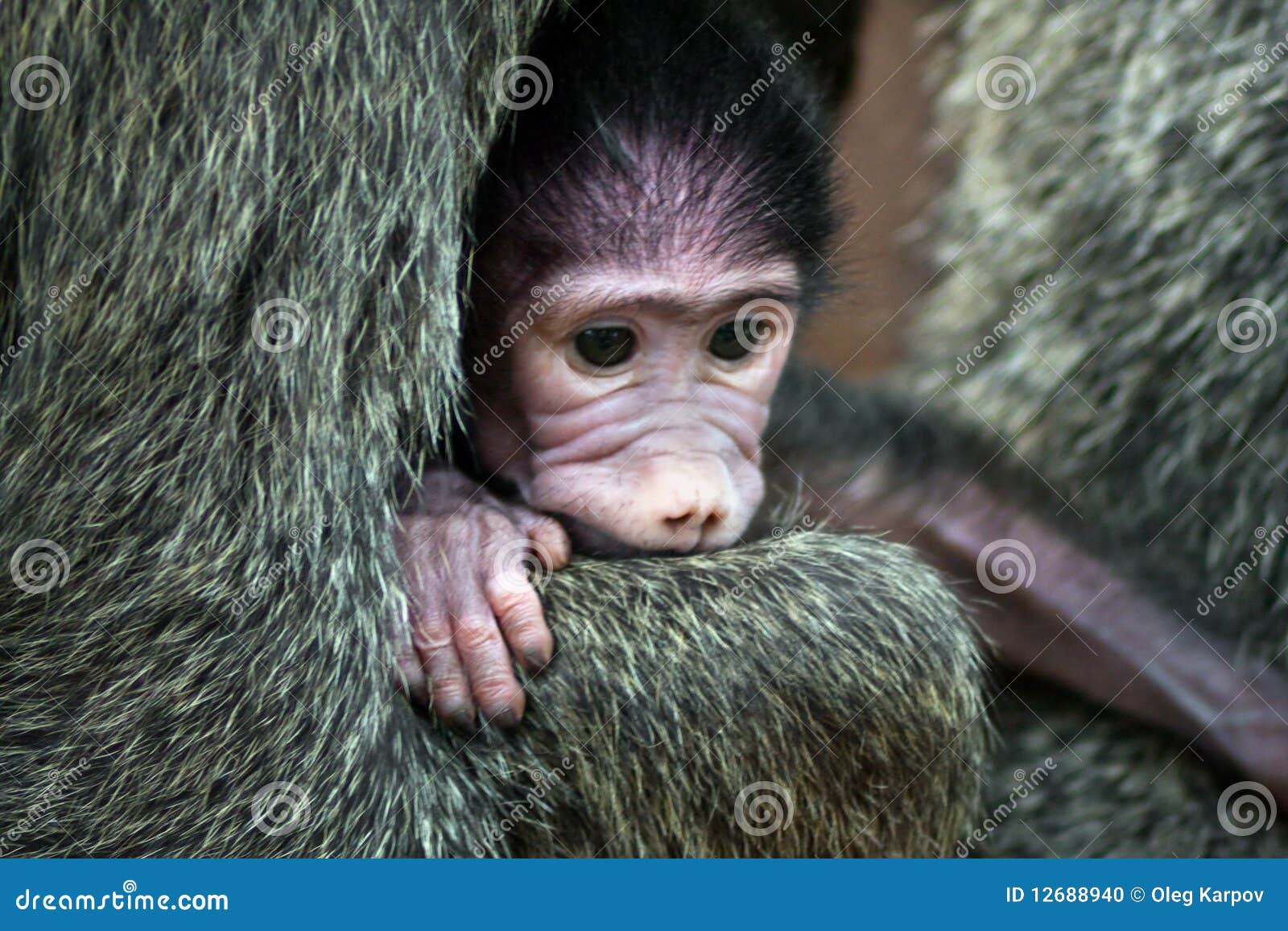 Newborn olive baboon stock photo. Image of mother, maternity - 12688940
