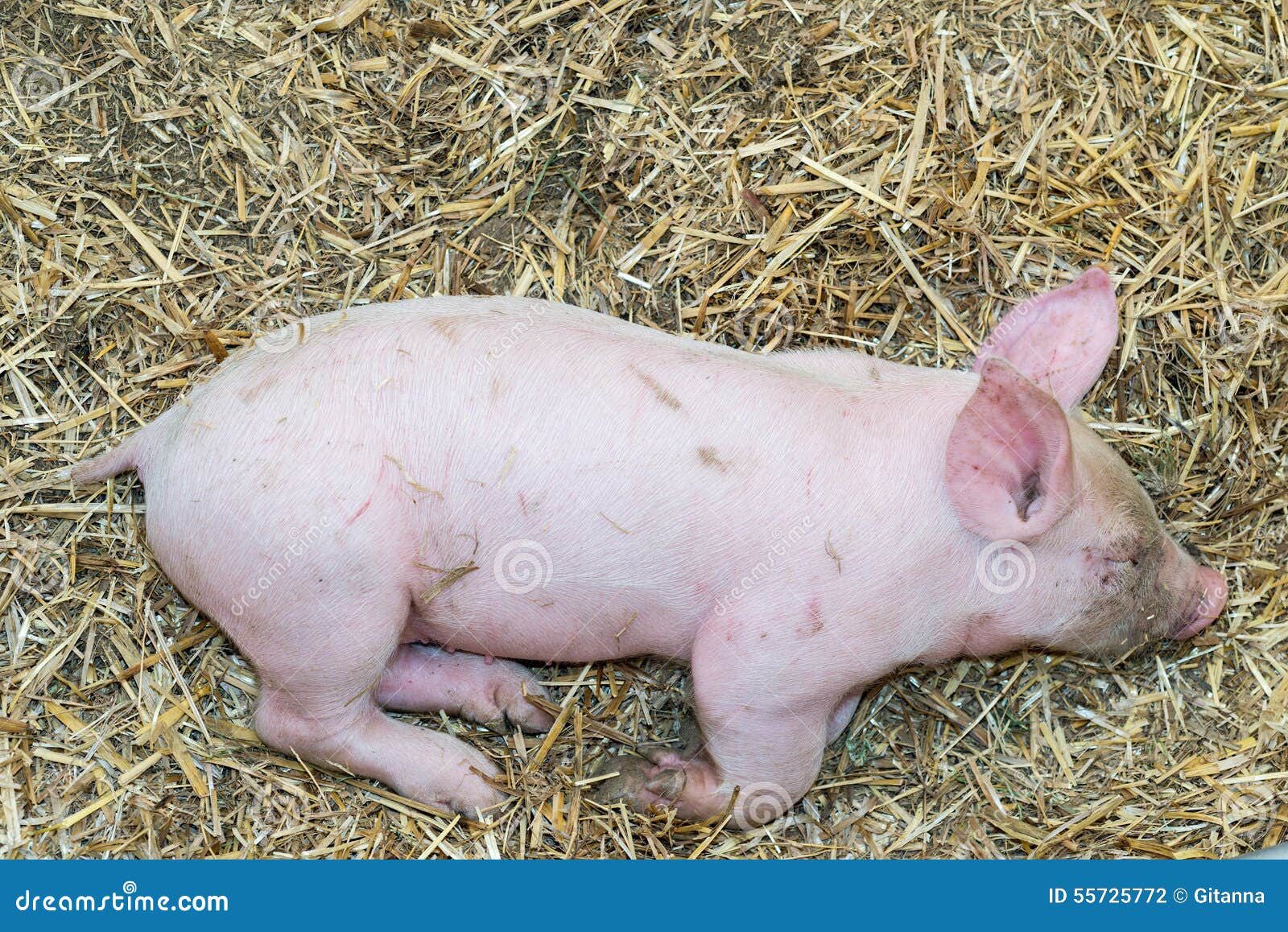 Newborn piglet stock photo. Image of small, farming, pigs - 55725772