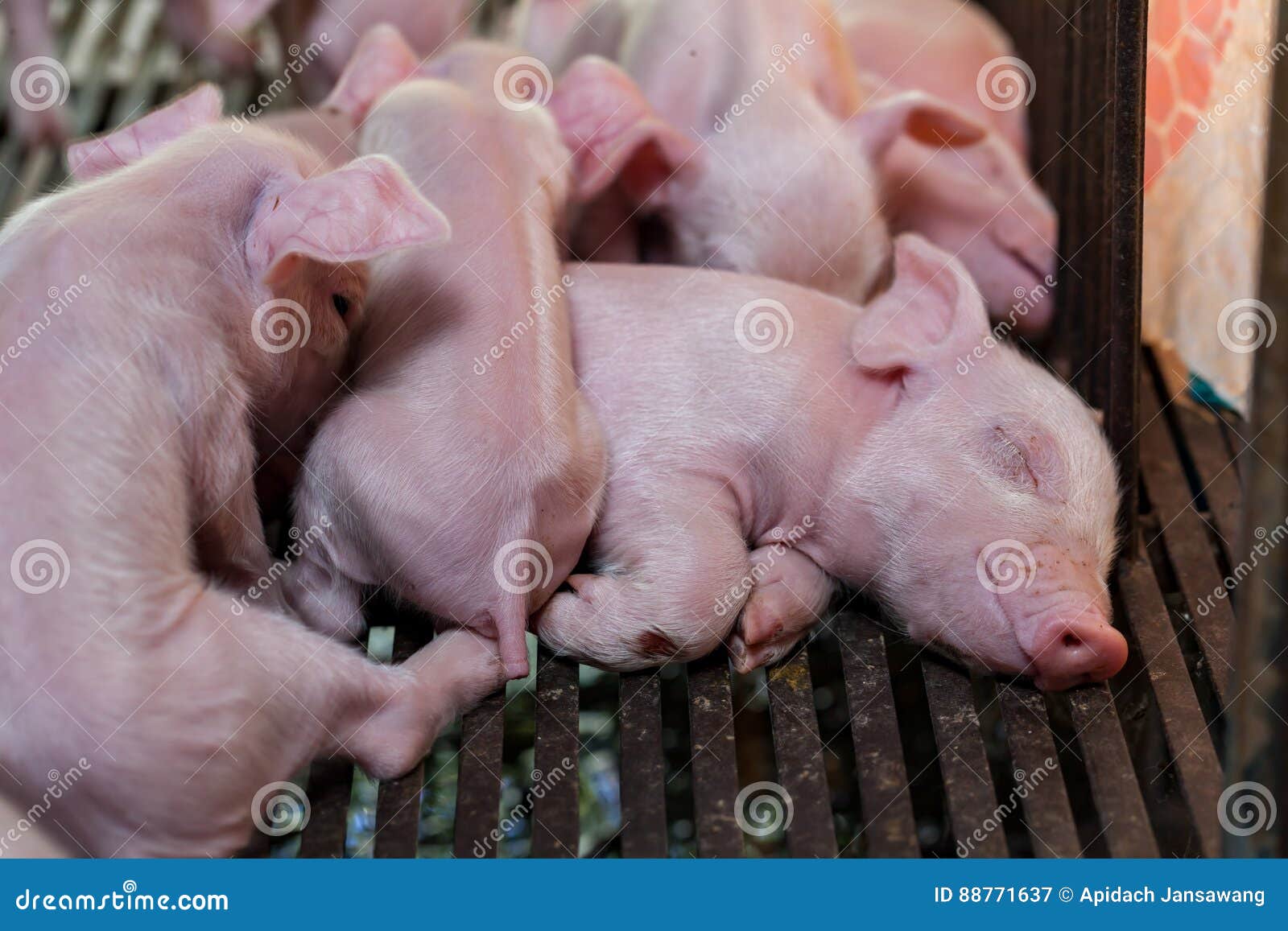 Newborn Piglet Lying Huddling Together for Warmth. Stock Image - Image ...