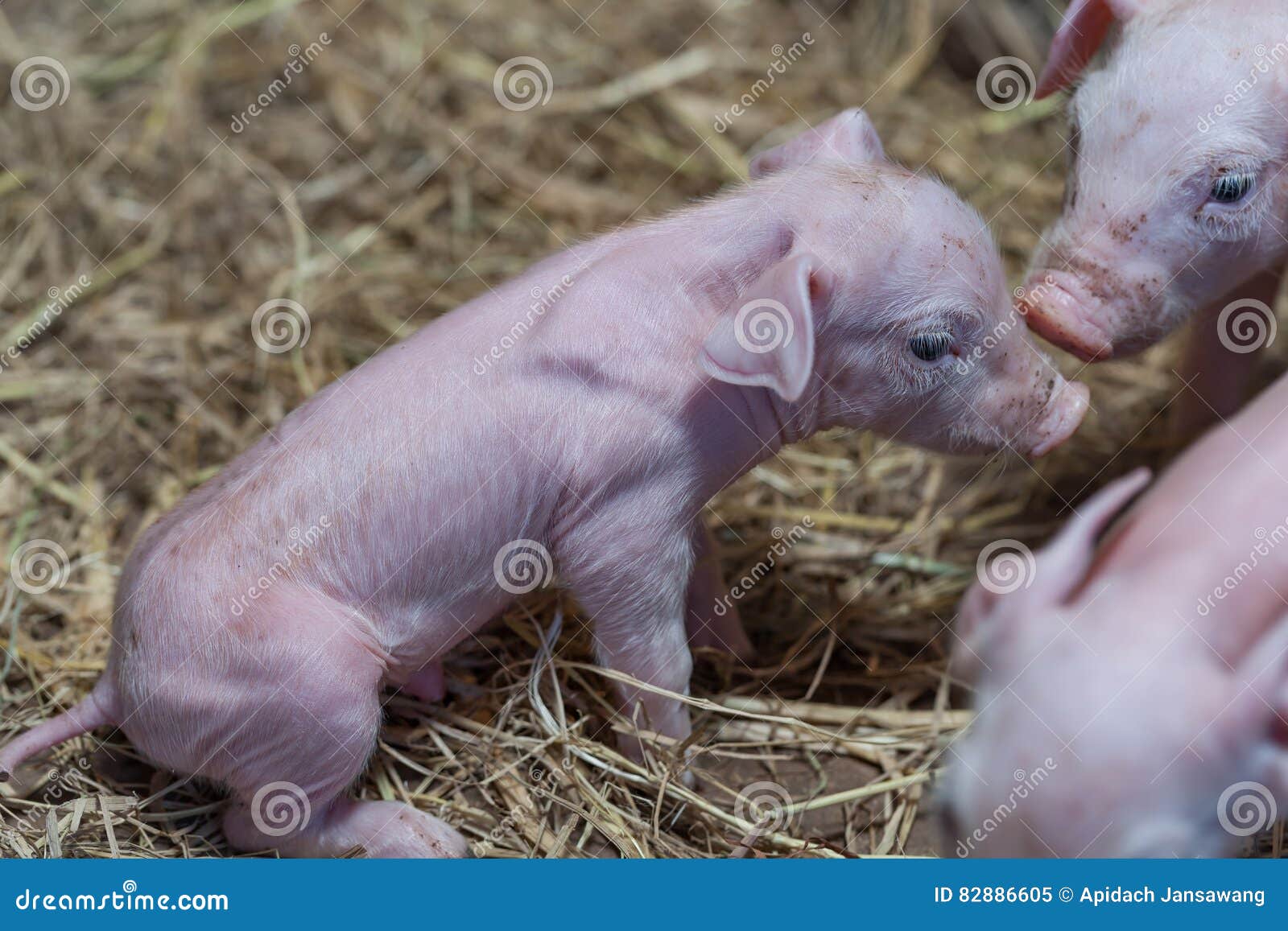 Newborn Piglet they Playfully Tease Each Other Back and Forth. Stock ...