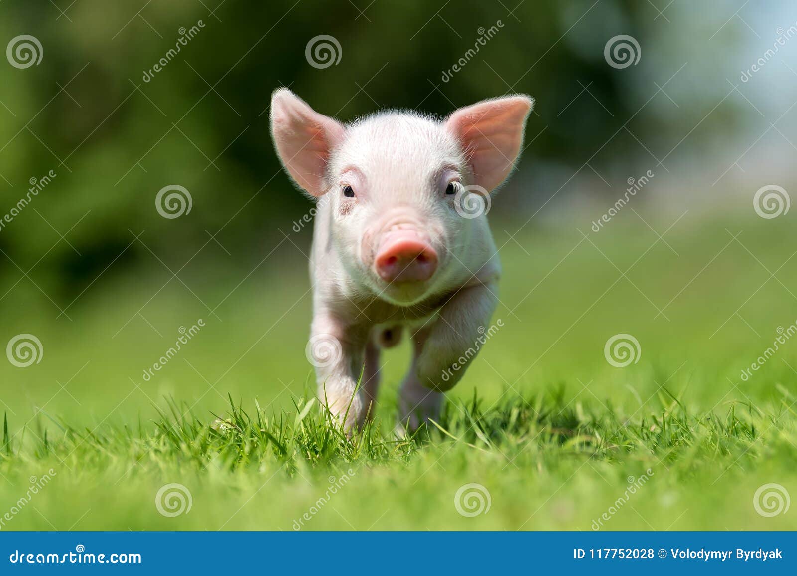 Newborn Piglet on Spring Green Grass Stock Photo - Image of piglet ...