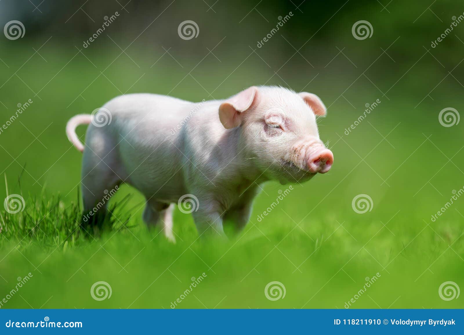 Newborn Piglet on Spring Green Grass Stock Photo - Image of piggy ...
