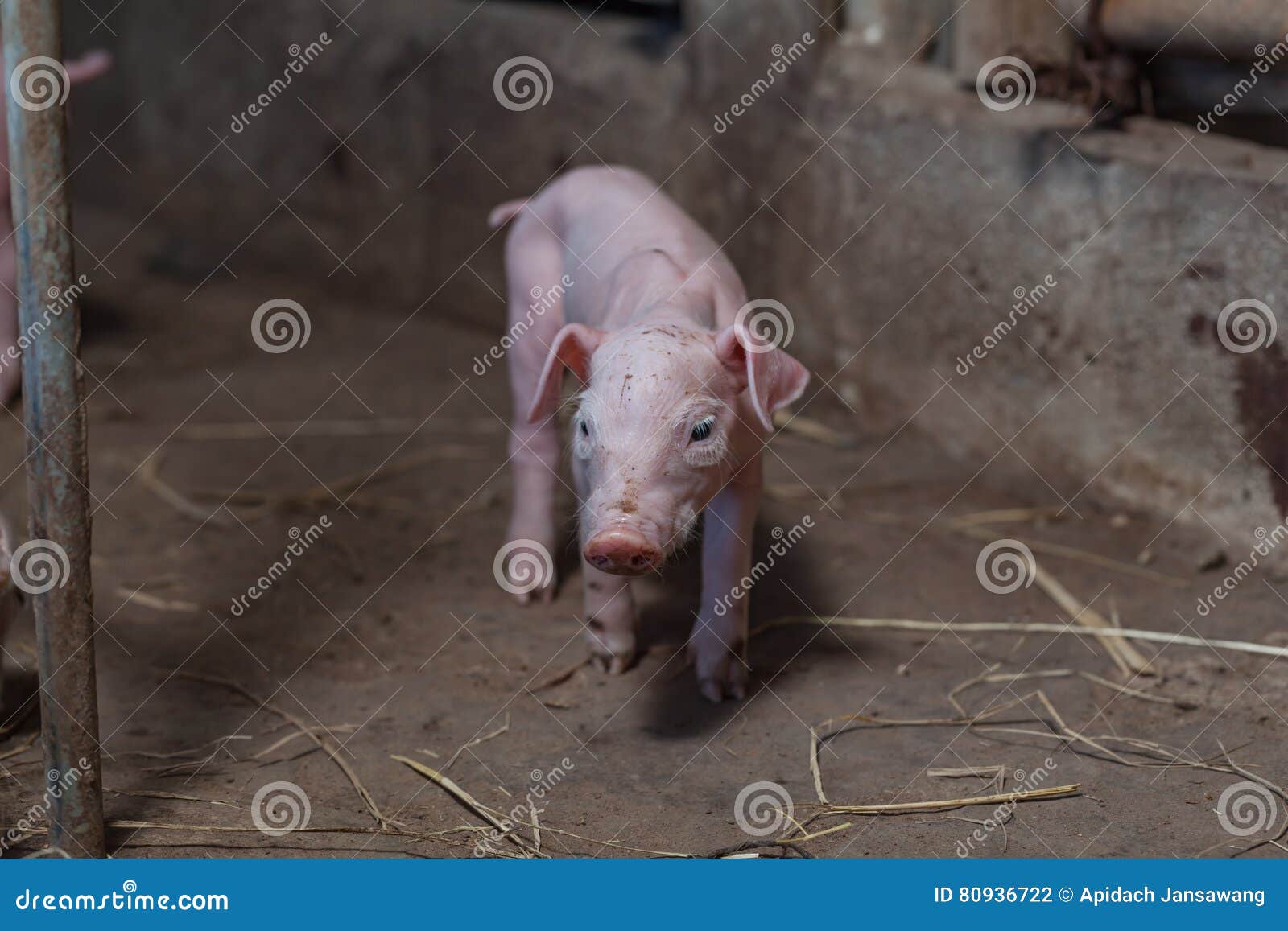 Newborn Piglet Walk Inside the Pigsty Stock Photo - Image of happy ...