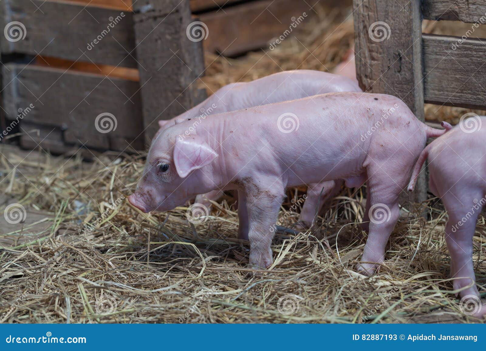 Newborn Piglet Walk Inside the Pigsty Stock Image - Image of group ...