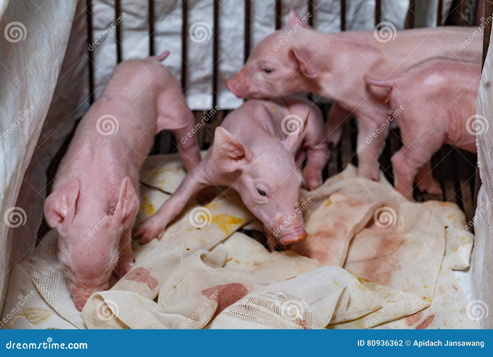 Newborn Piglet Walk in Stall Recovery Stock Photo - Image of snout ...