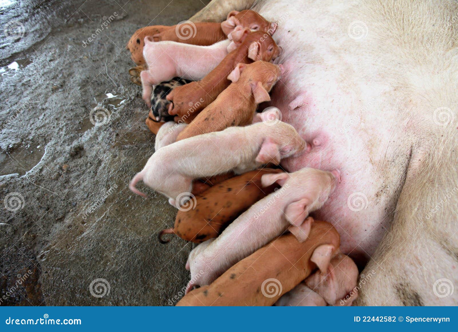 Newborn piglets stock photo. Image of animal, farm, hungry - 22442582