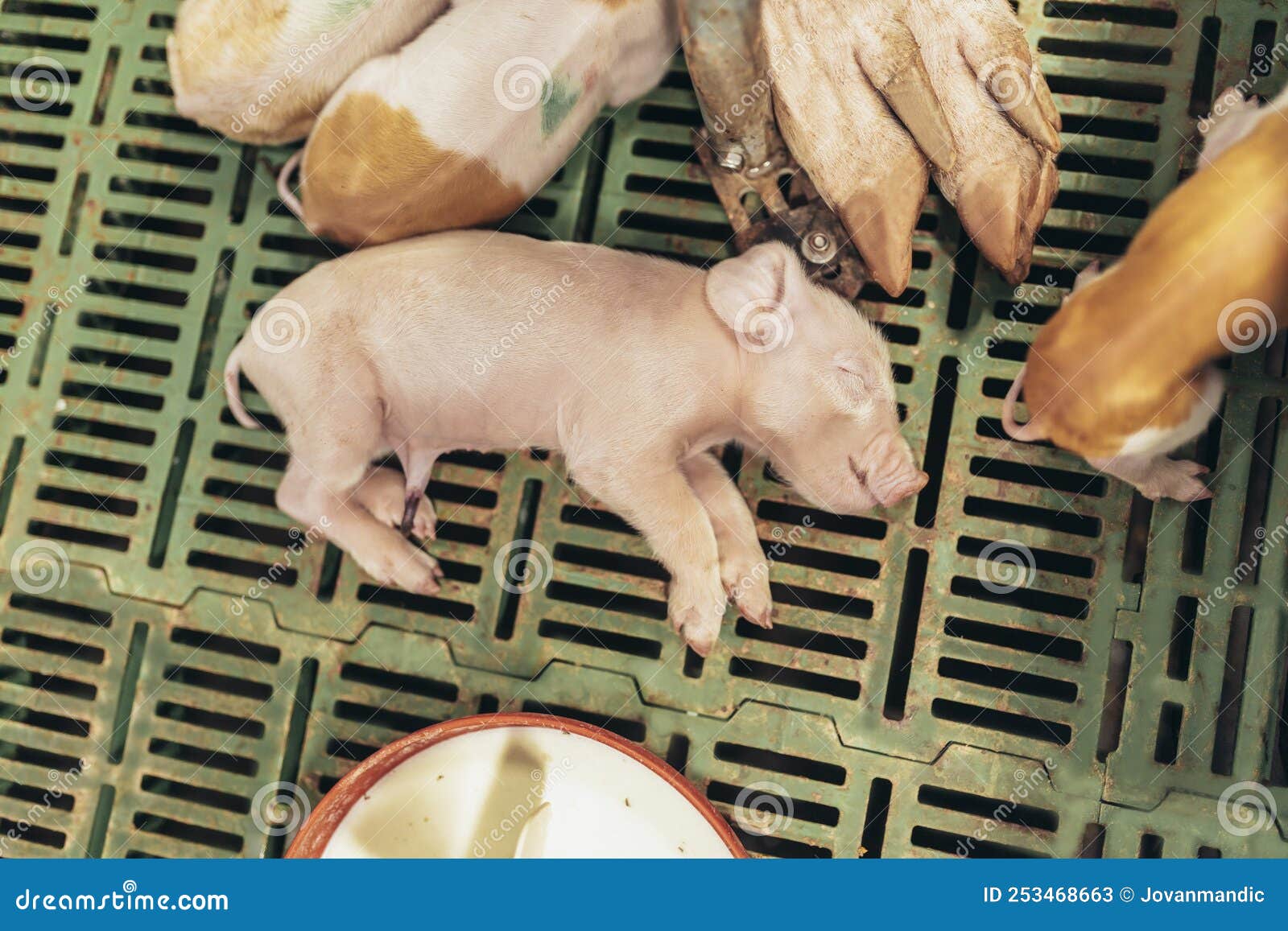 Newborn Piglets in the Farm. Stock Image - Image of agriculture, cute ...